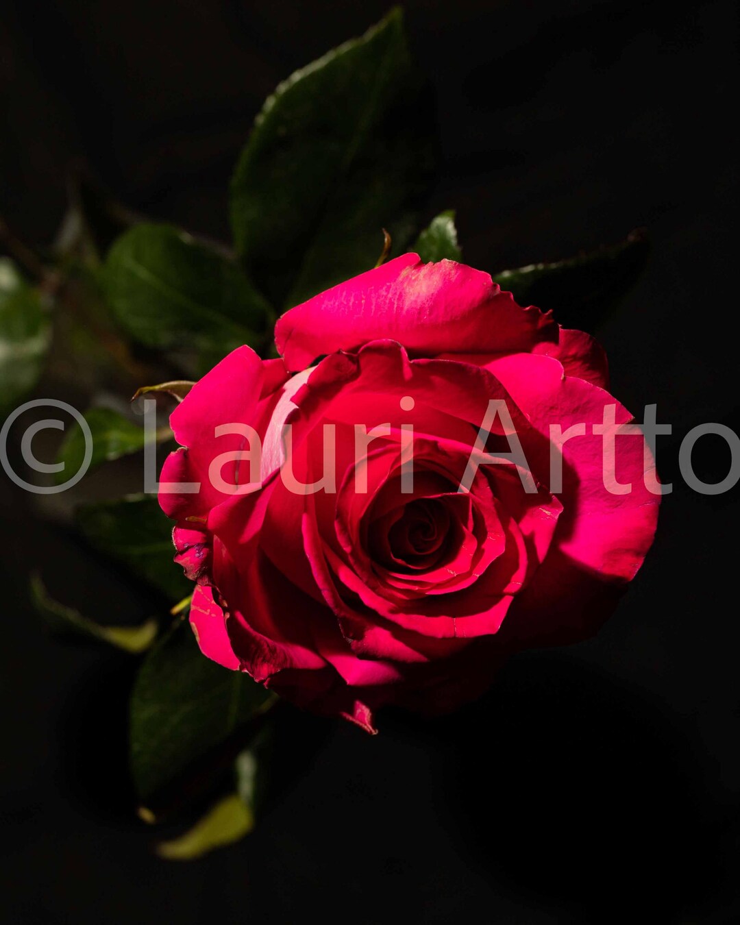 Rose Photography - Reference for Artist, Printable Wall Art - Etsy