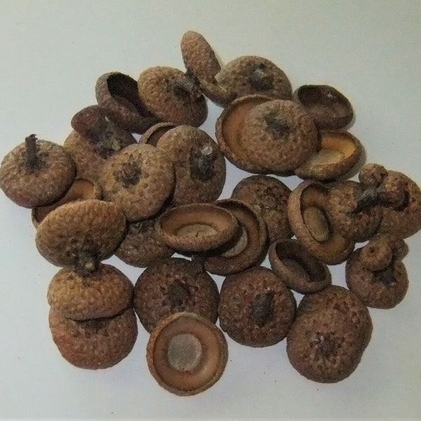 Acorn Caps - Etsy
