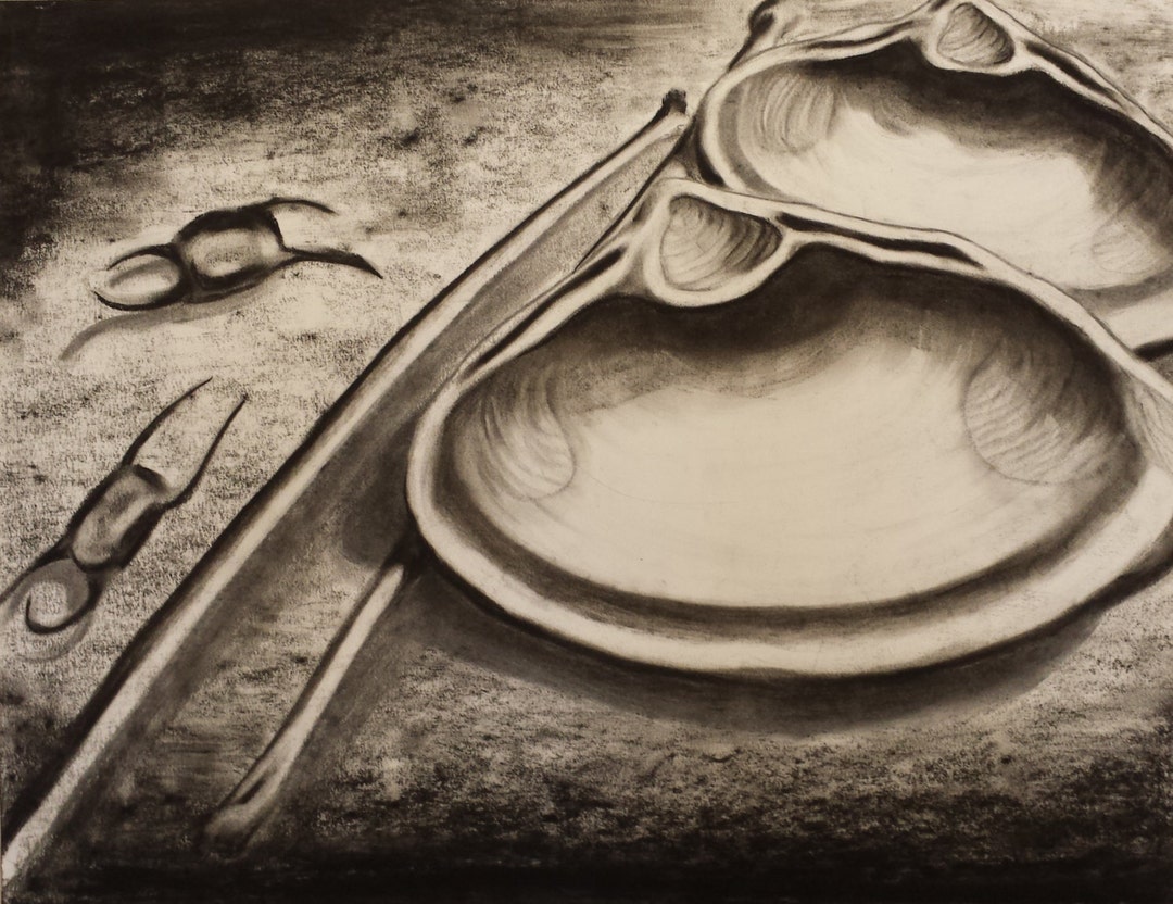 Clam Shells and Bird Bones II Original Charcoal Drawing - Etsy