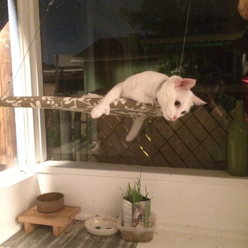 Cat Window Perch - Etsy