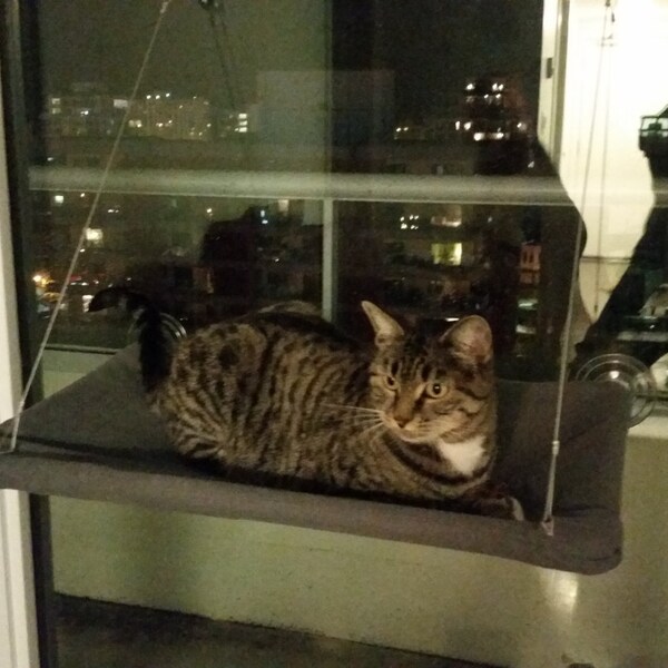 Cat Window Perch - Etsy