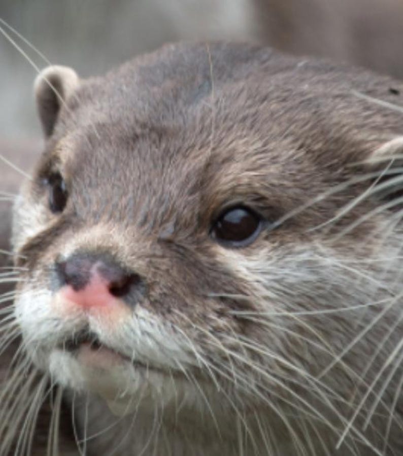 River Otter Therian Mask! HQ, Dark Brown! - Etsy