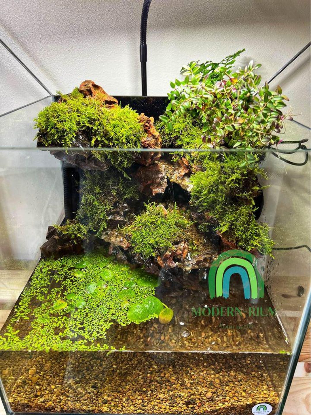 The Triple Waterfall - Terrarium DIY KIT - Etsy Australia