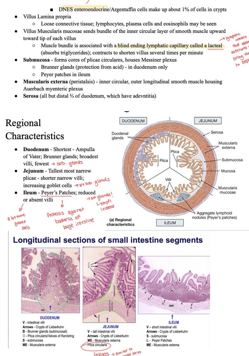 Histology - GI System Overview Study Guide - Etsy