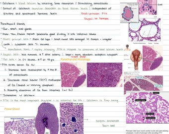 Histology - GI System Overview Study Guide - Etsy