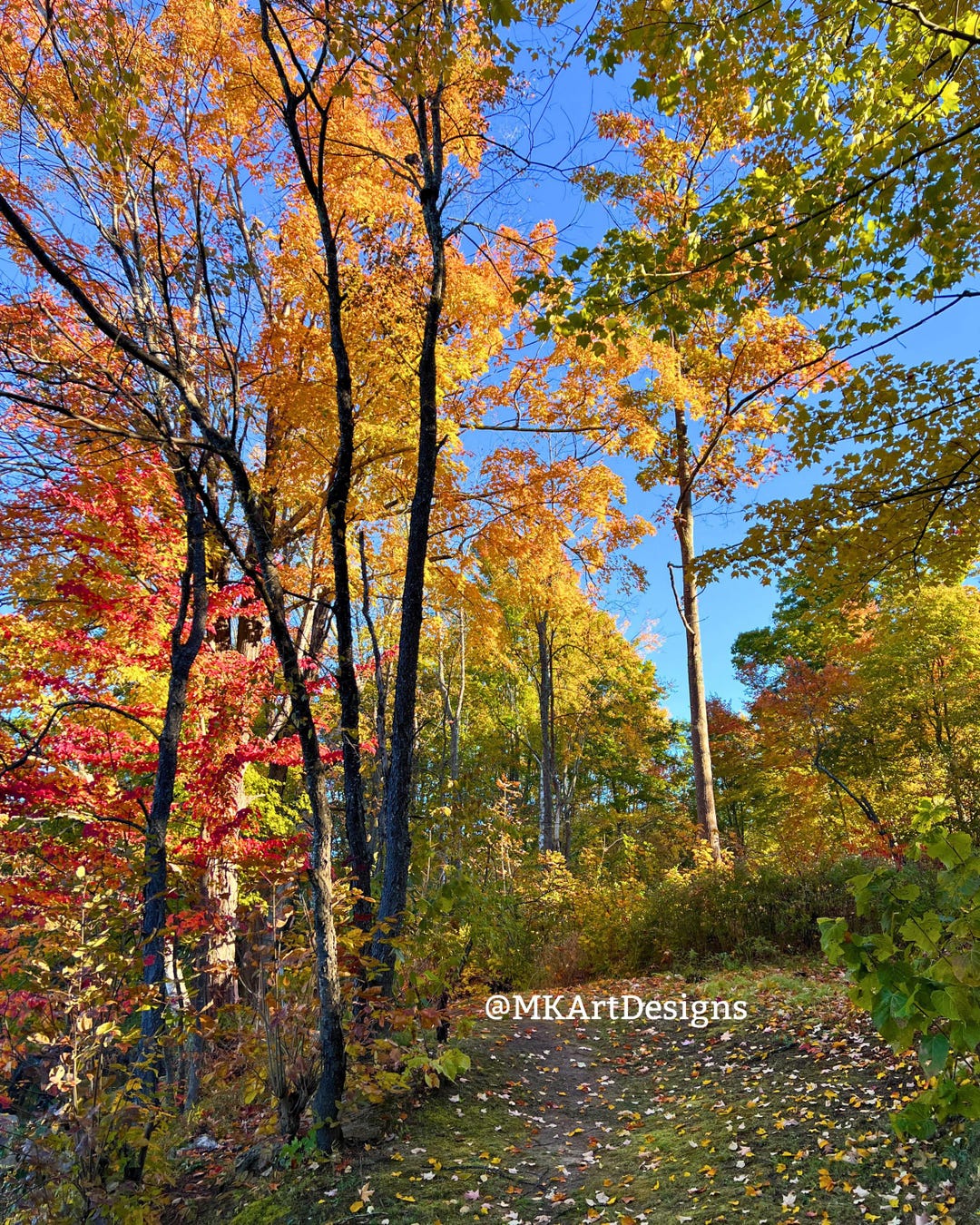 Sunlit Fall Colors - Digital Download, Fall Colors Trees, Fall Colors ...