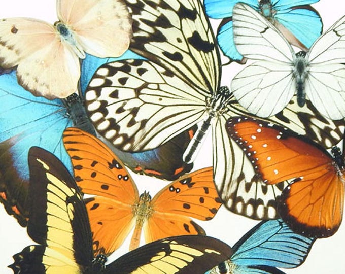 DOUBLE SIDED Realistic Paper Butterflies, Ready to Use Cut Outs, 10 ...