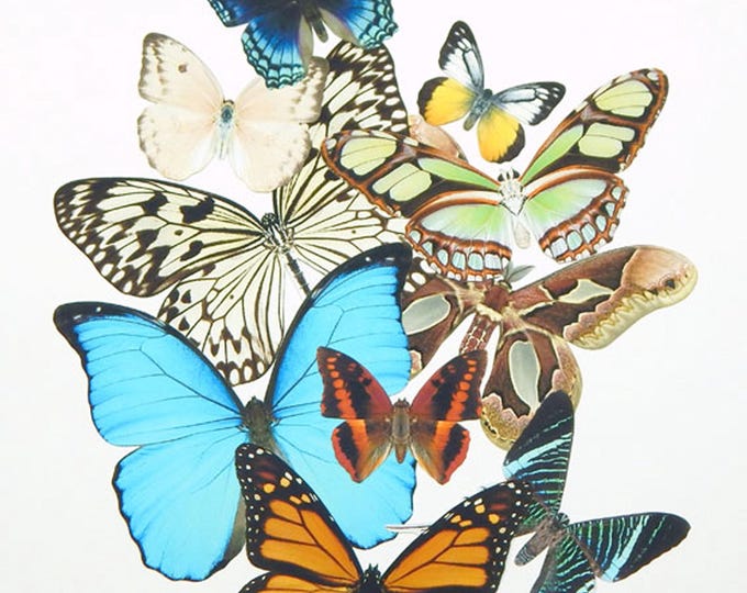 DOUBLE SIDED Realistic Paper Butterflies, Ready to Use Cut Outs - 10 ...