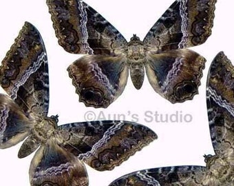 Small Luna Moth Paper Cutouts Set of Three Pieces One Sided - Etsy