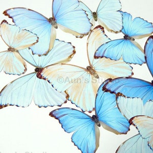 Light Blue Paper Butterflies 10 Pieces Single Sided Cutouts - Etsy
