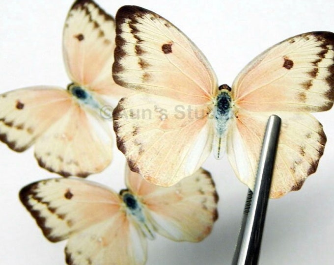 Realistic, Beige Paper Butterfly Cutouts, Three Pieces, One Sided - Etsy