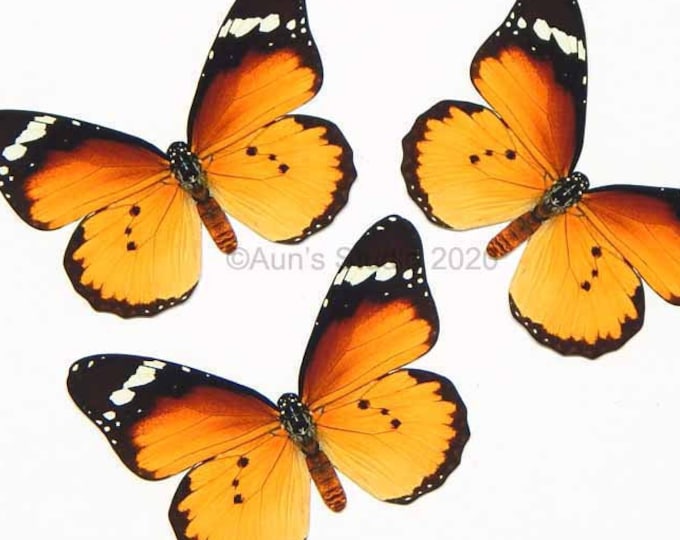Blue Butterfly Paper Cutouts Realistic Morpho Butterfly Mockup, 4 ...