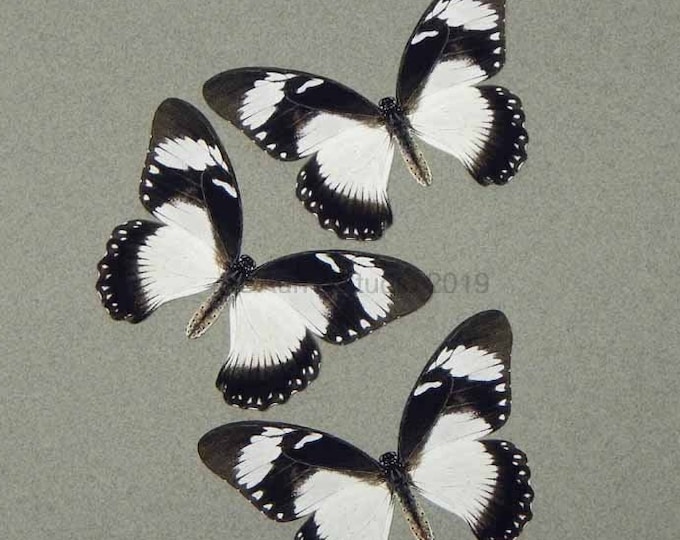 Black and White Paper Butterfly Cutouts Set of 3 - Etsy