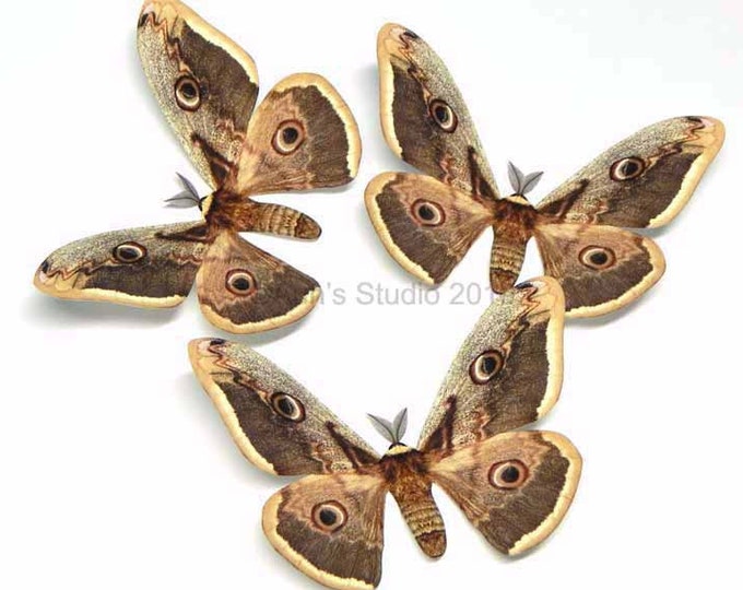 Realistic Paper Moths, Great Peacock Moth Paper Cutouts Set of 3 - Etsy