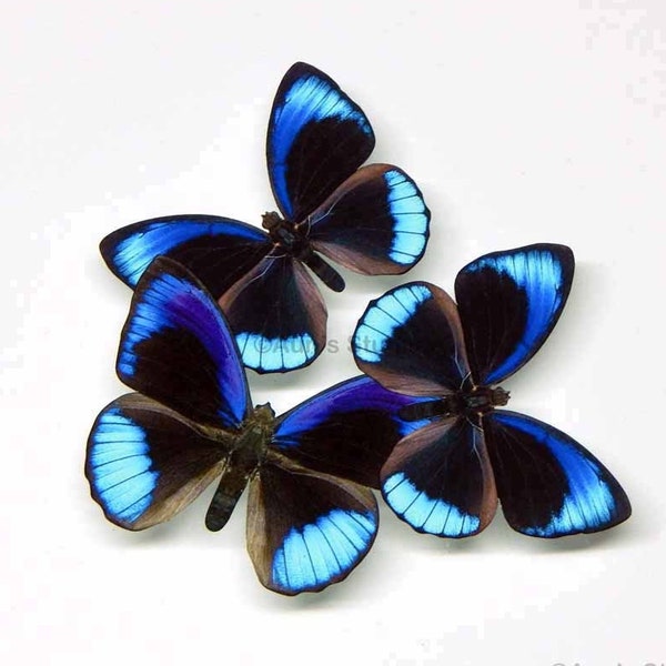 Realistic Butterfly - Etsy