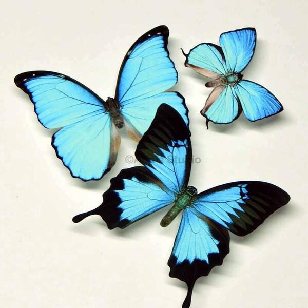 Butterfly Cut Outs - Etsy