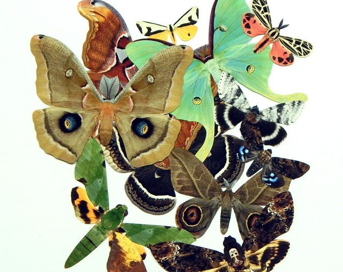 DOUBLE SIDED Paper Realistic Paper Moths, 10 Selected Pieces - Etsy