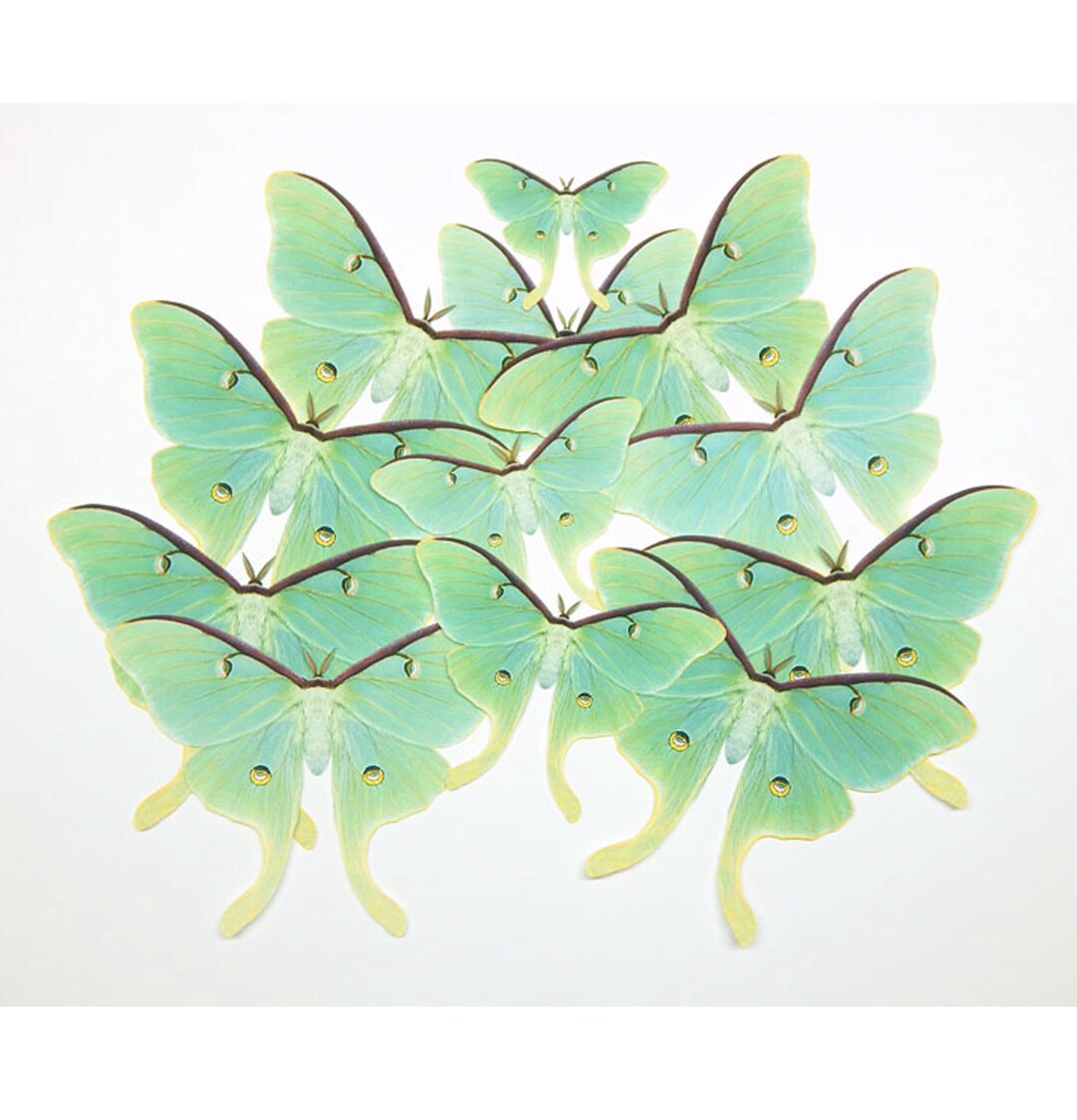 Female Luna Moth Paper Cutouts, 12 Pieces, One Sided SPECIAL OFFER - Etsy