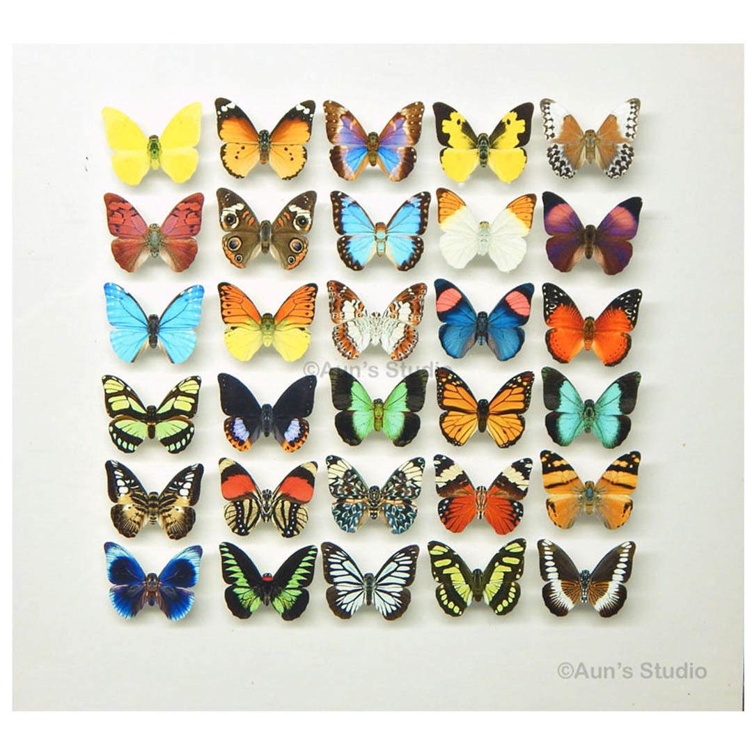 Miniature Butterfly Cutouts, 1-inch Printed Paper Butterflies Mix of 30 ...