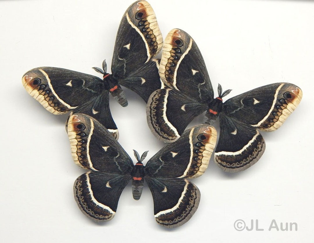 Realistic Paper Moth Cutouts, Double Sided, Calleta Silkmoth - Etsy