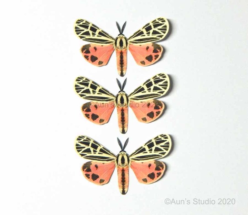 Realistic Paper Moth Cutouts Rose colored paper moths | Etsy
