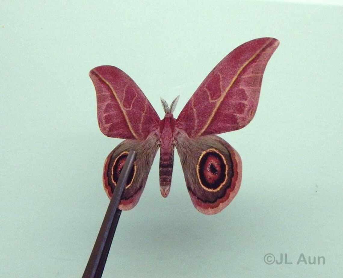 Realistic Paper Moth Cutouts, Double Sided, Pink Silk Moth 3 Pieces - Etsy