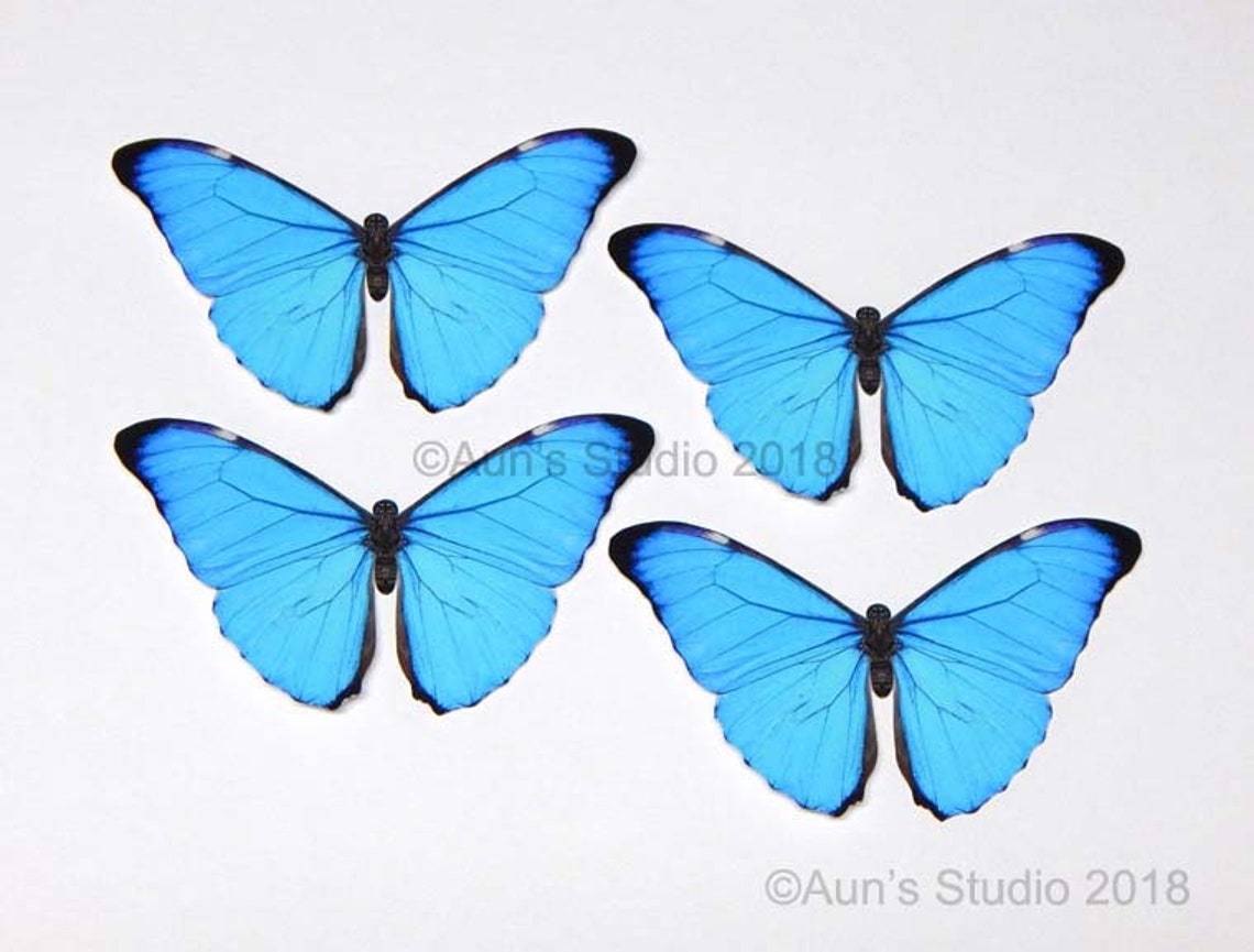 Blue Butterfly Paper Cutouts Realistic Morpho Butterfly Mockup, 4 ...