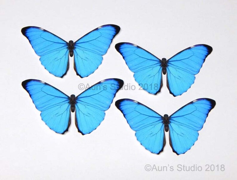 Blue Butterfly Paper Cutouts Realistic Morpho Butterfly - Etsy