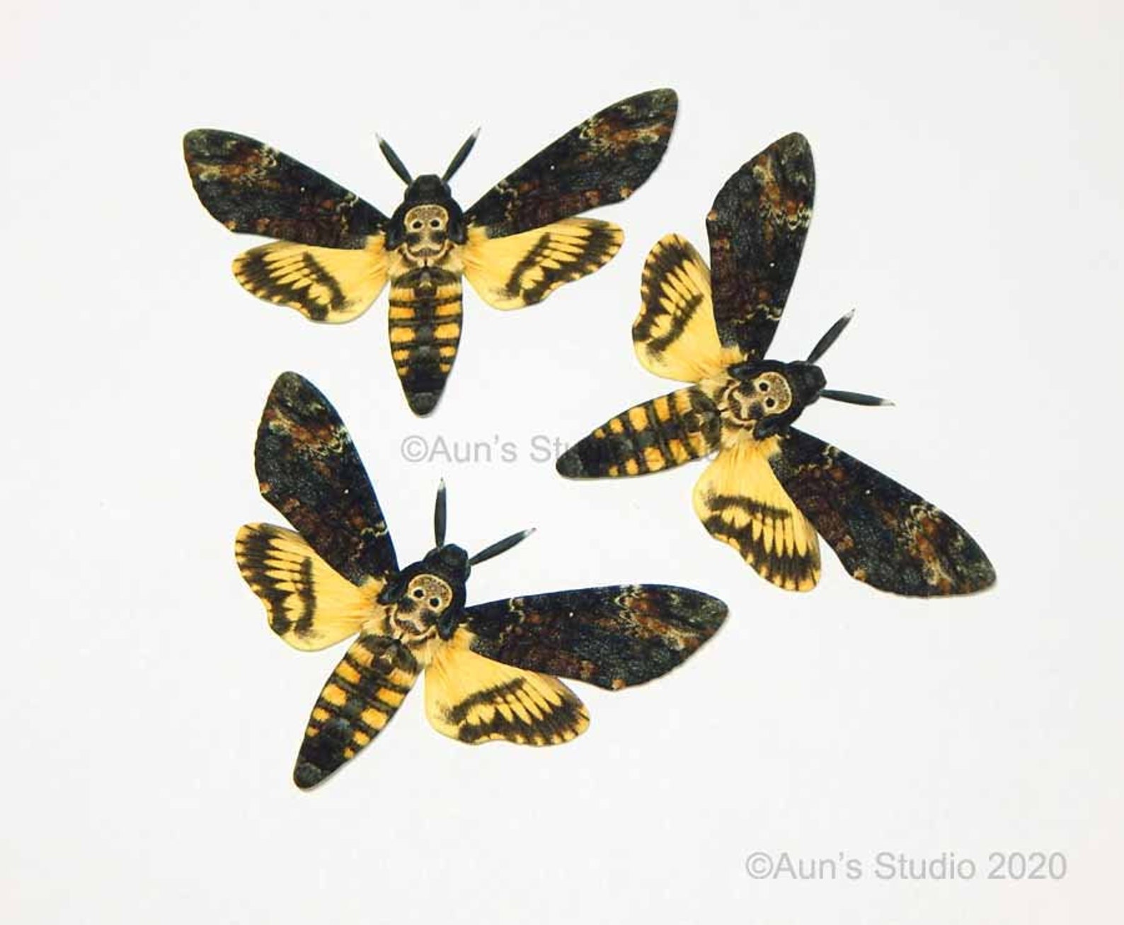 Realistic Paper Moth Cutouts Death's-head Moth 3 - Etsy