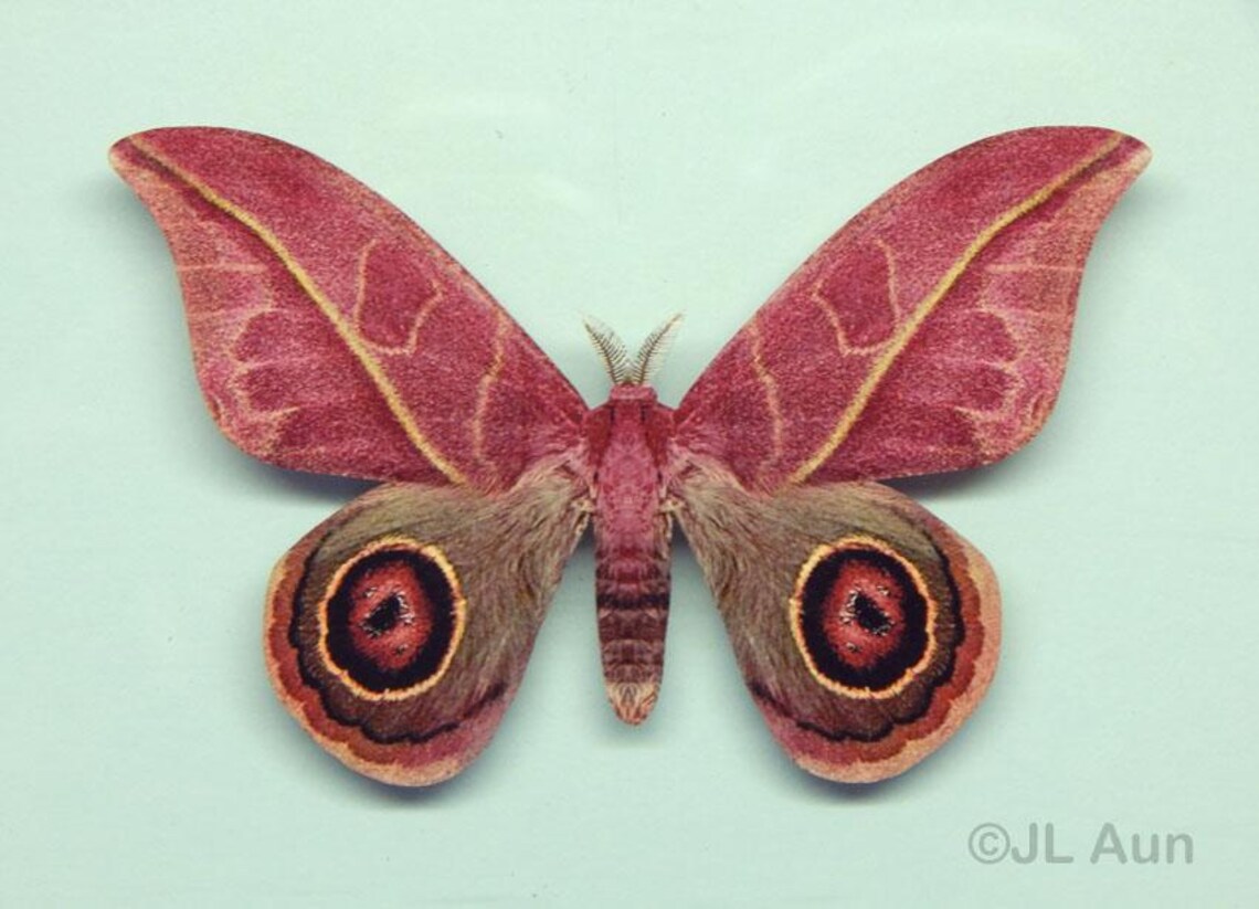 Realistic Paper Moth Cutouts, Double Sided, Pink Silk Moth 3 Pieces - Etsy