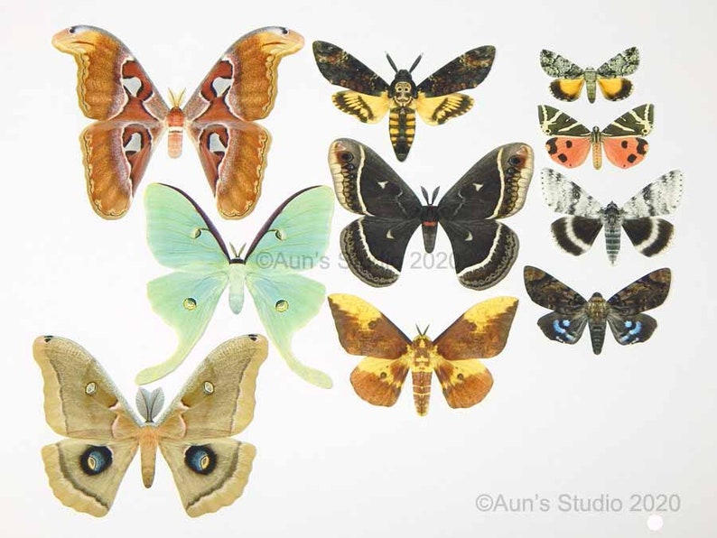 Paper Moths realistic paper moth cut outs 10 selected pieces | Etsy