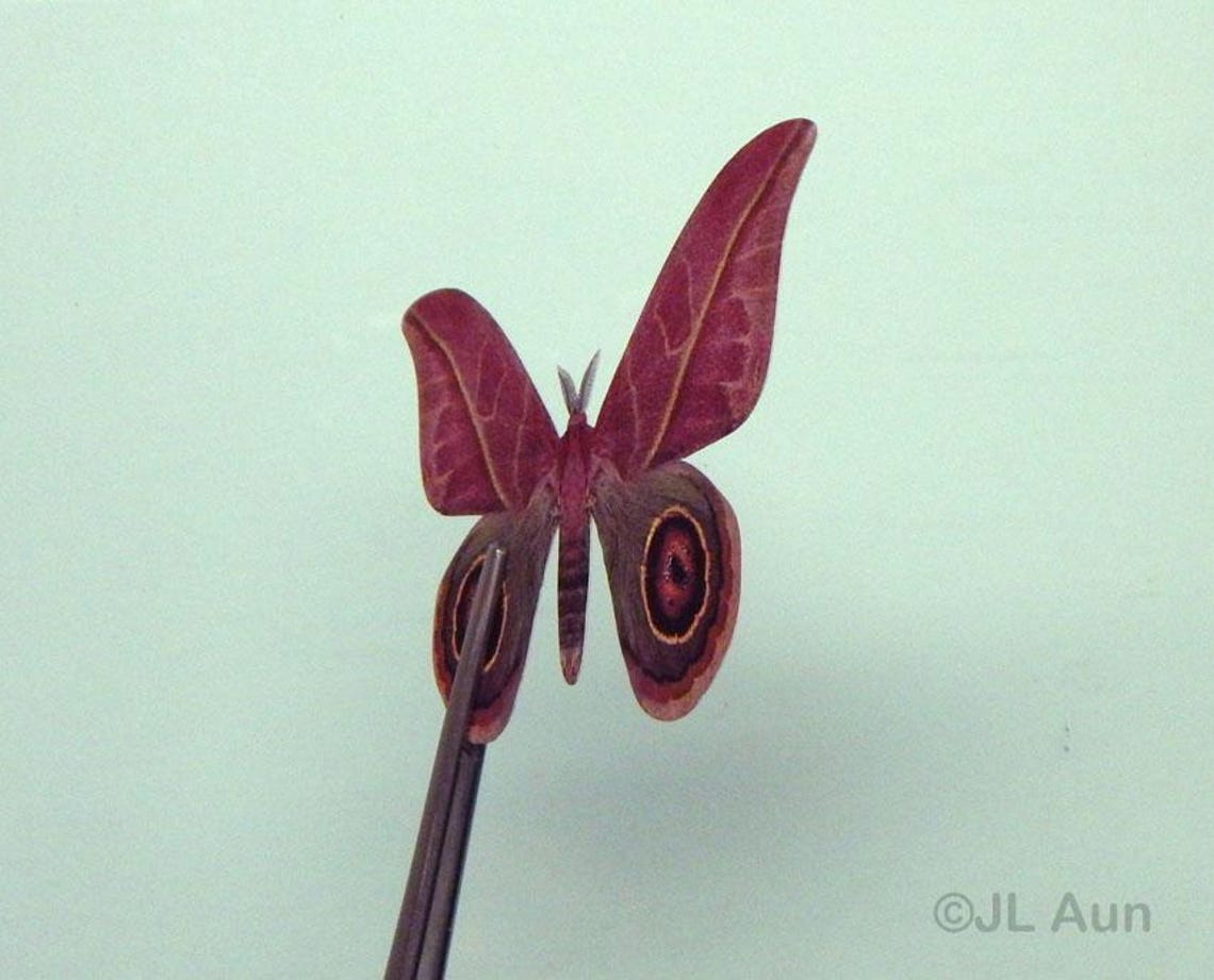 Realistic Paper Moth Cutouts, Double Sided, Pink Silk Moth 3 Pieces - Etsy