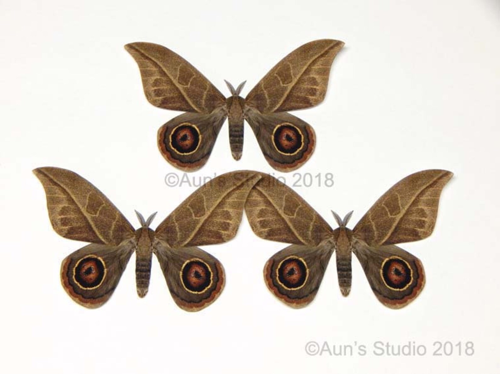 Realistic Brown Paper Moth Cutouts for Wall Decor, Double Sided - Etsy