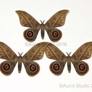 Realistic Brown Paper Moth Cutouts for Wall Decor, Double Sided - Etsy
