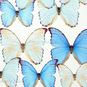 Light Blue Paper Butterflies 10 Pieces Single Sided Cutouts - Etsy