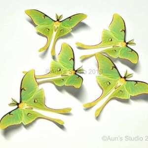 Medium Luna Moth Paper Cutouts, Realistic Paper Moths, 5 Pieces, One ...