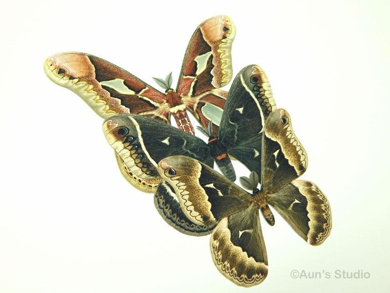 Realistic Paper Silk Moth Cutouts: Set of 3, One-sided - Etsy