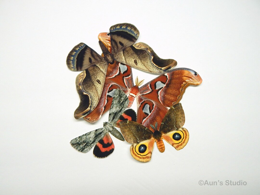 Paper Moth Cutouts for Decorating ONE Sided Set of Four SPECIAL OFFER ...