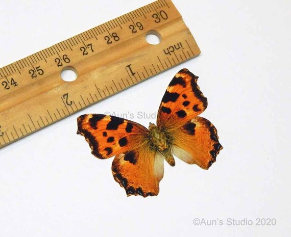 Papercraft 3 Realistic Tortoiseshell Butterfly cutouts Craft Supplies ...
