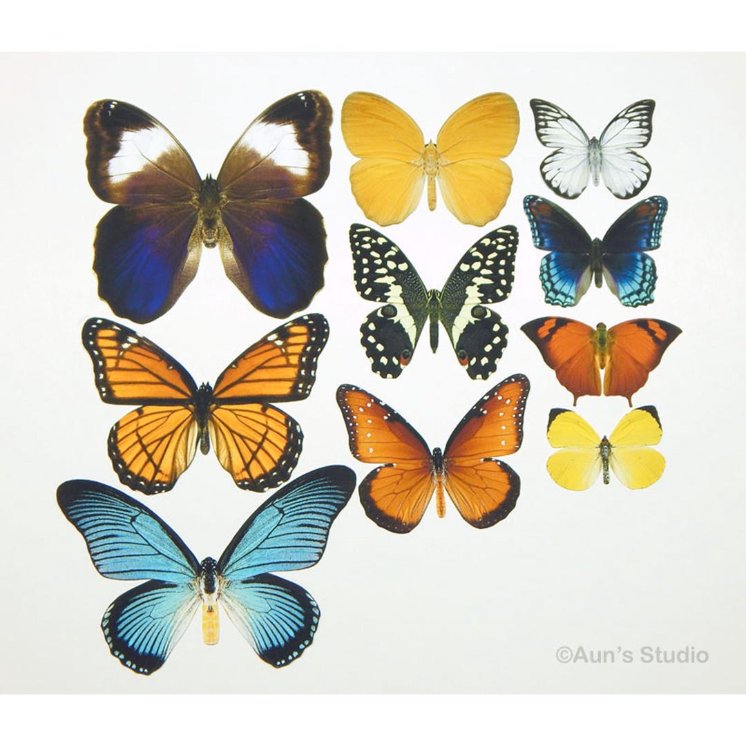 DOUBLE SIDED Realistic Paper Butterflies, Ready to Use Cut Outs - 10 ...
