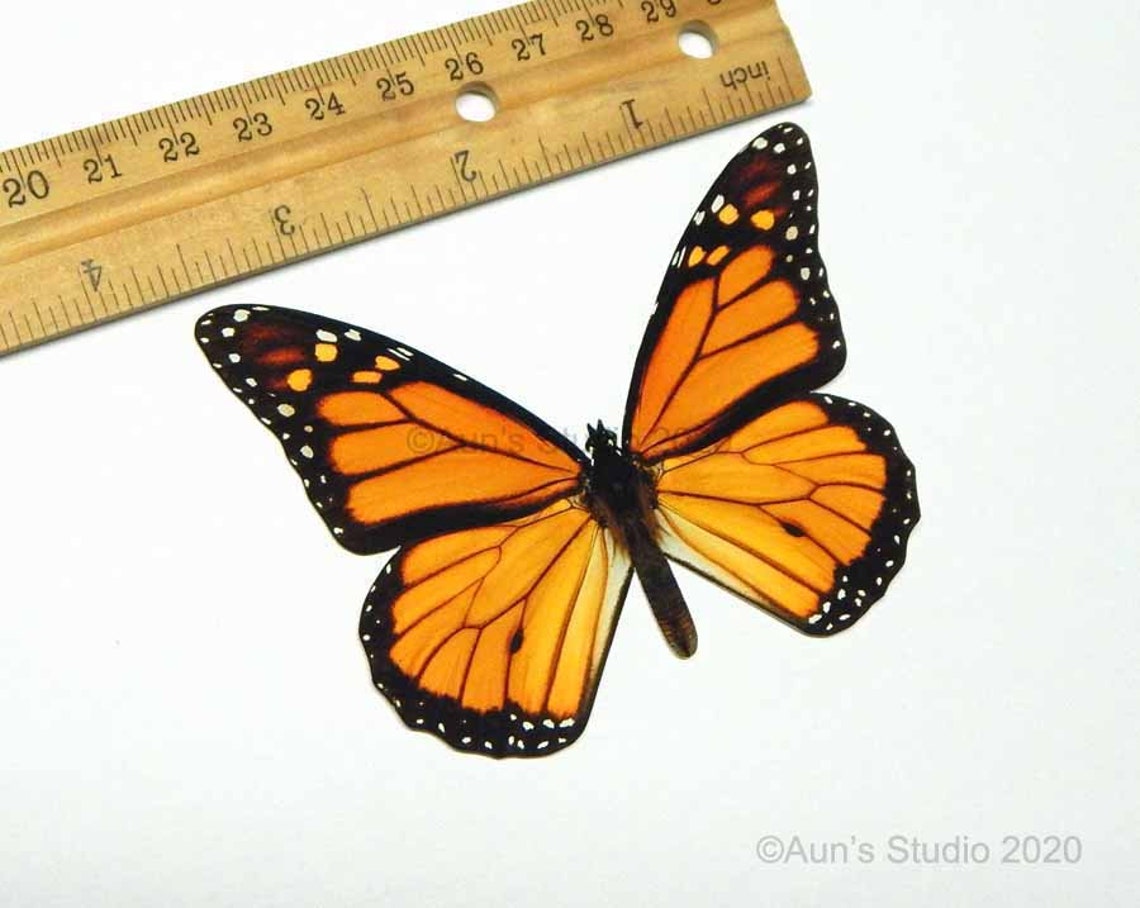 Monarch Butterfly Large Paper Cutouts 3 Pieces - Etsy