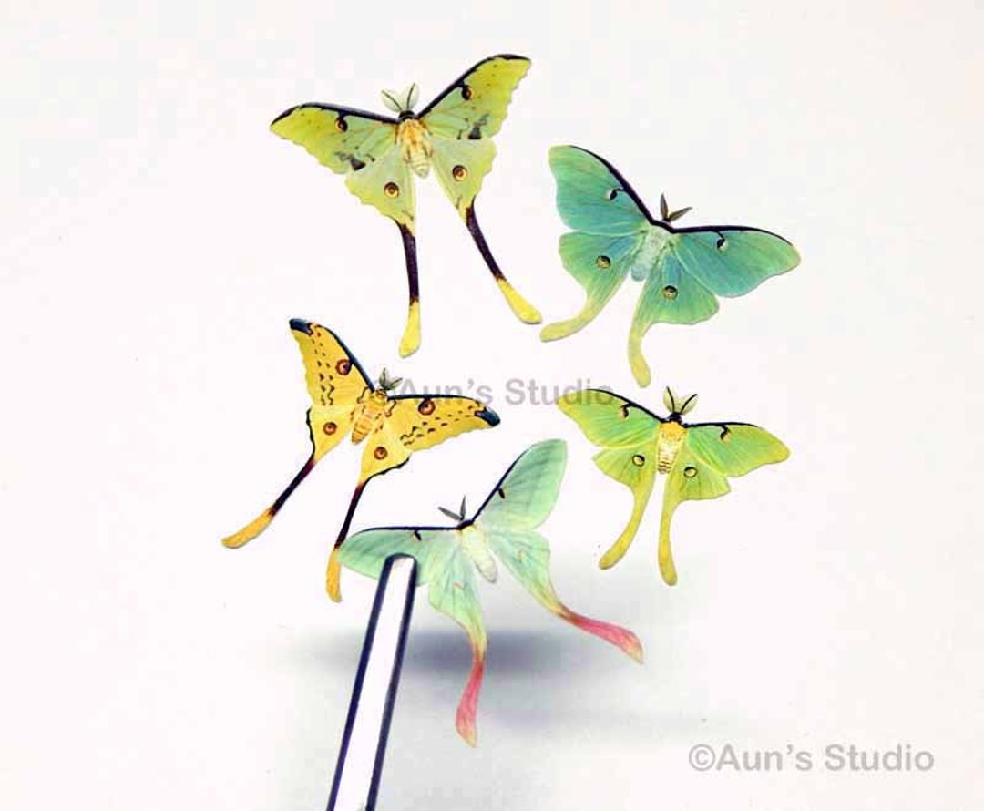 Mini Paper Luna Moth Mix Cutouts, 5 Pieces One Sided - Etsy