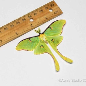 Medium Luna Moth Paper Cutouts, Realistic Paper Moths, 5 Pieces, One ...