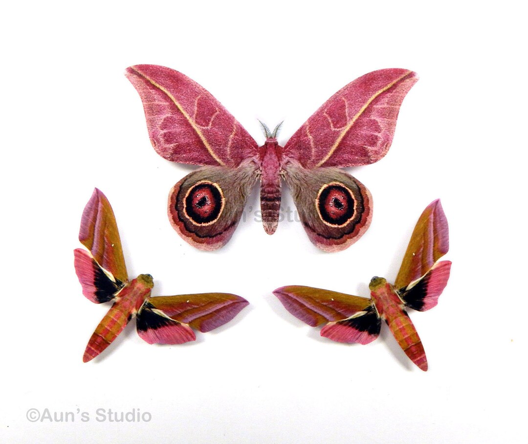 Pink Paper Moth Cutouts, Realistic, Premium Quality, Set of Three ...