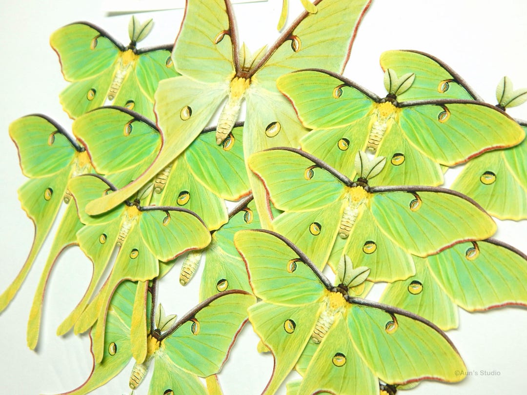 Luna Moth Paper Cutouts, 15 Pieces, One Sided SPECIAL OFFER - Etsy
