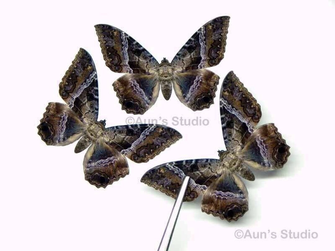 Black Witch Paper Moth Cutouts, One Sided Set of Three - Etsy