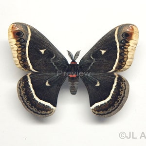 Realistic Paper Moth Cutouts, Double Sided, Calleta Silkmoth - Etsy