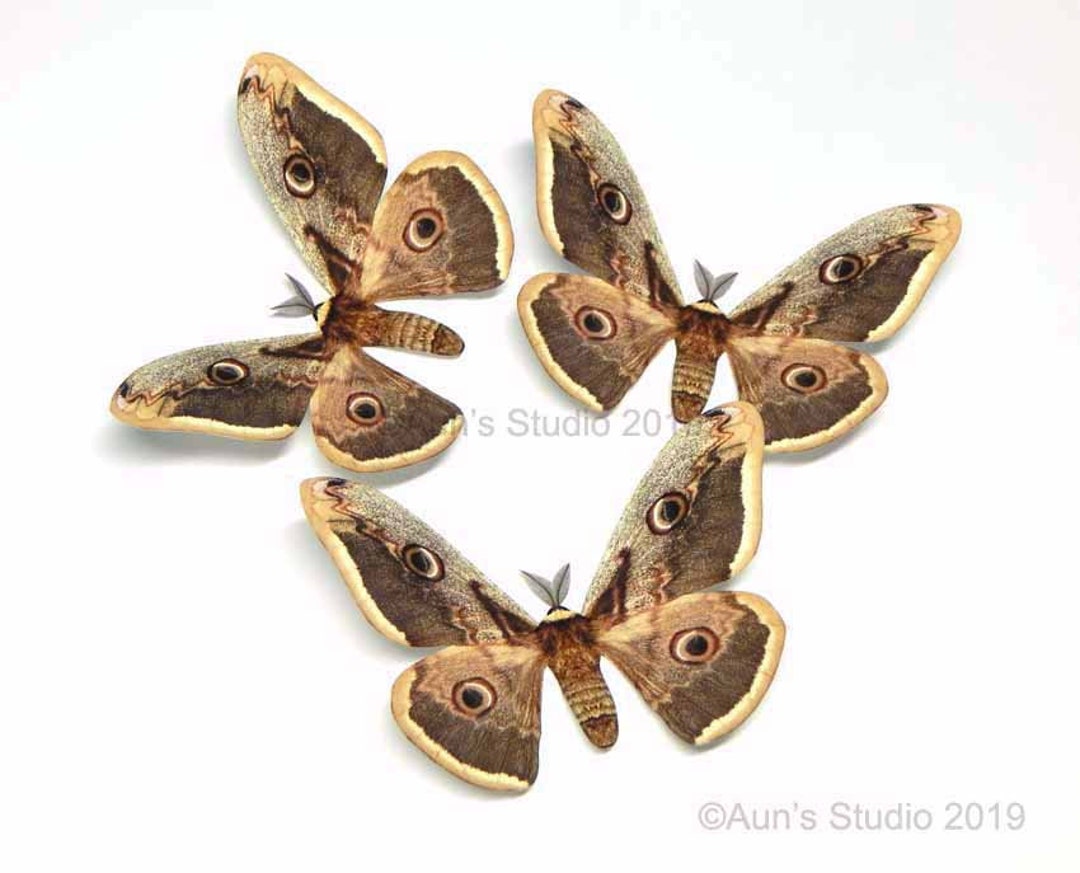 Realistic Paper Moths, Great Peacock Moth Paper Cutouts Set of 3 - Etsy
