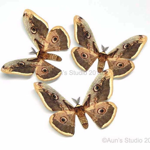 Realistic Paper Moths Great Peacock Moth Paper Cutouts Set of - Etsy
