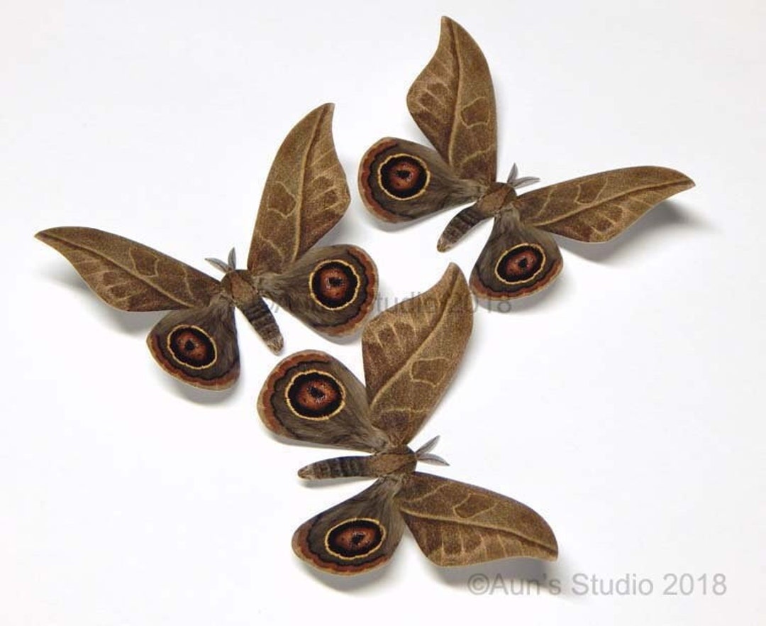 Realistic Brown Paper Moth Cutouts for Wall Decor, Double Sided - Etsy
